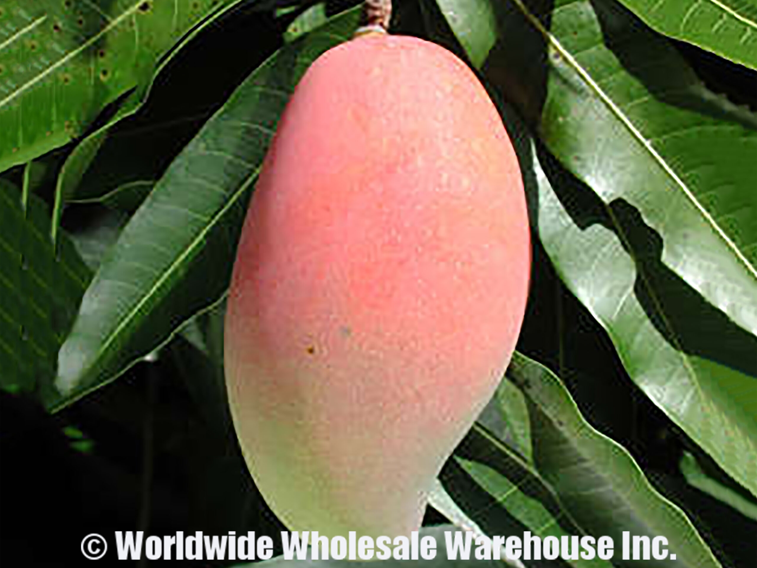 Wholesale Mango Butter - Worldwide Wholesale Warehouse